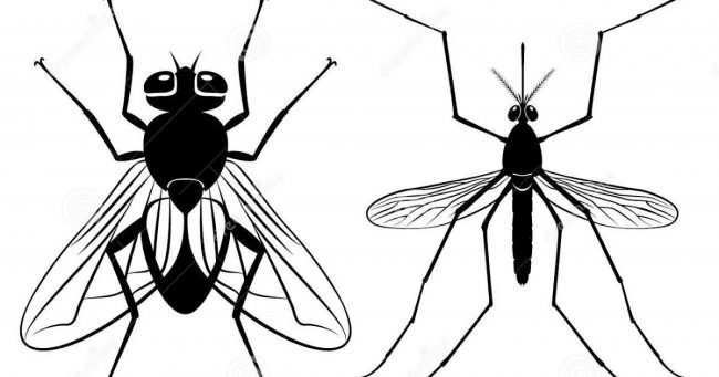 Lista Dos Tipos De Moscas: Espécies Grandes E Pequenas, Fotos | Mundo ...