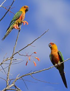 Jandaia Verdadeira, Características e Fotos. Ela fala? – Mundo Ecologia