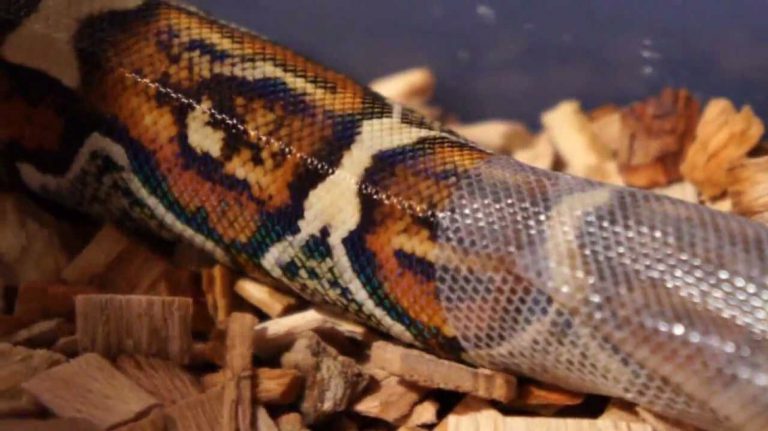 Tudo Sobre a Jiboia: Características, Nome Cientifico e Fotos – Mundo ...