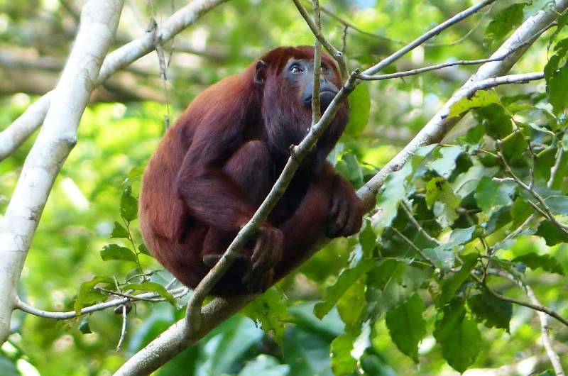 Macaco Uacari-Preto, Carauri ou Acari-Bico: Características | Mundo ...