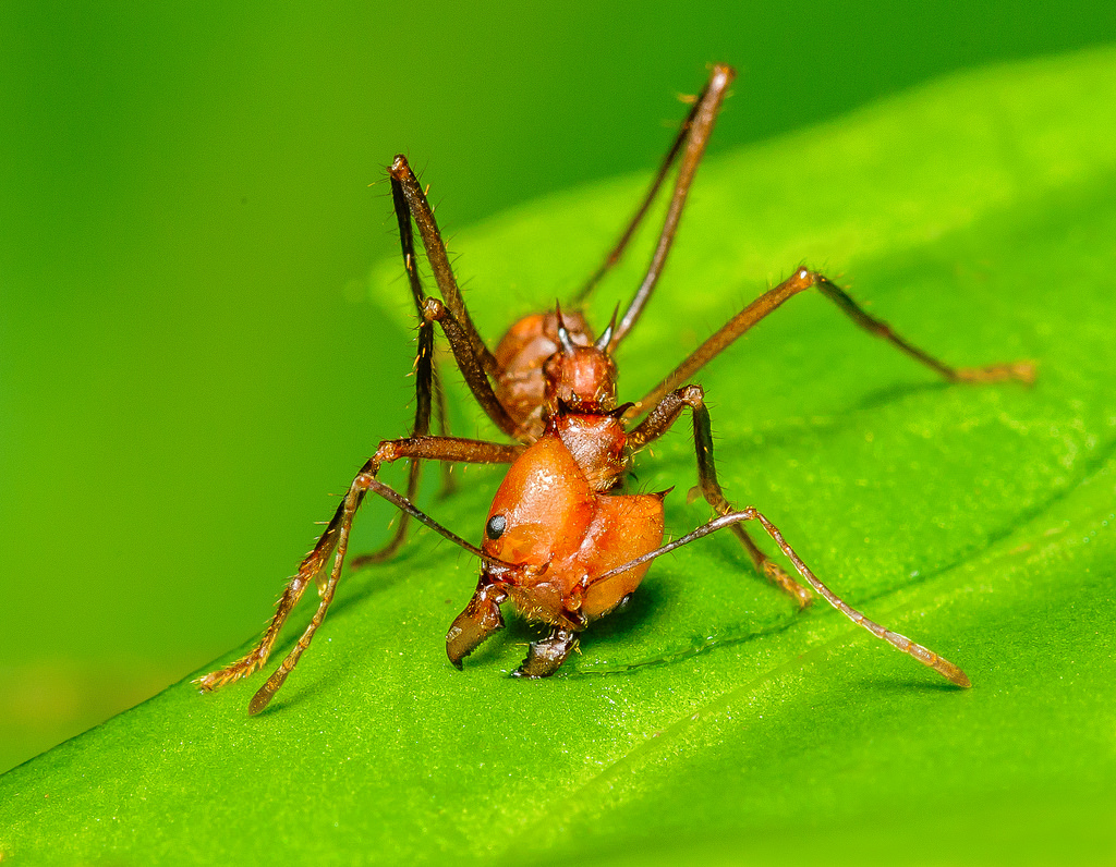 Tudo Sobre a Formiga: Características, Nome Cientifico e Fotos | Mundo ...