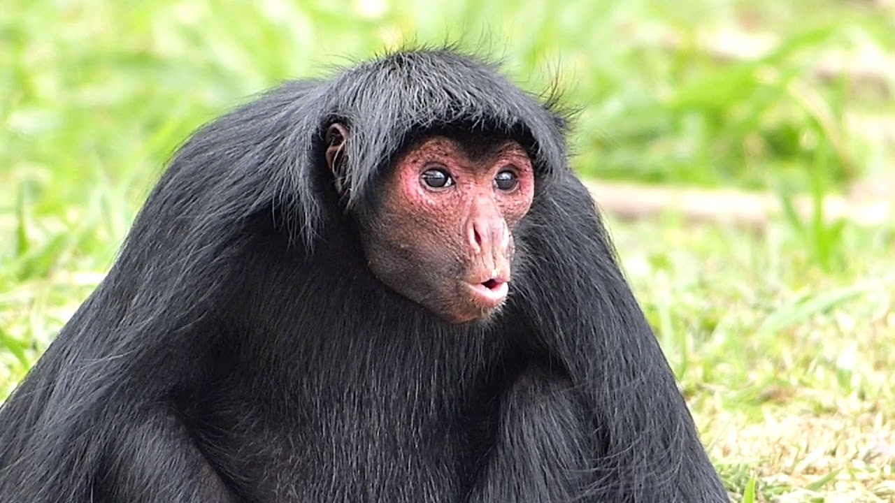 Quantas Espécies de Macaco Existem No Mundo? | Mundo Ecologia