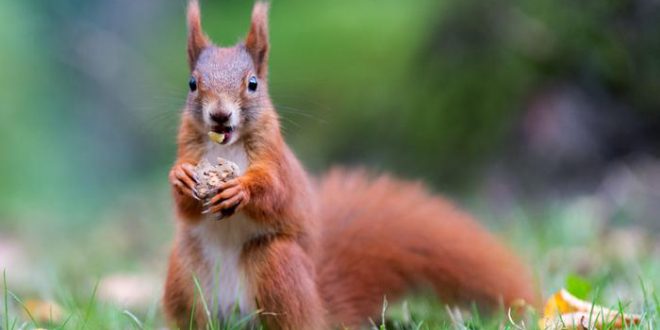 Como o Esquilo Se Movimenta? Sistema Locomotor do Esquilo | Mundo Ecologia