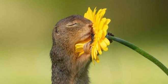 Reprodução do Esquilo: Filhotes e Período de Gestação | Mundo Ecologia