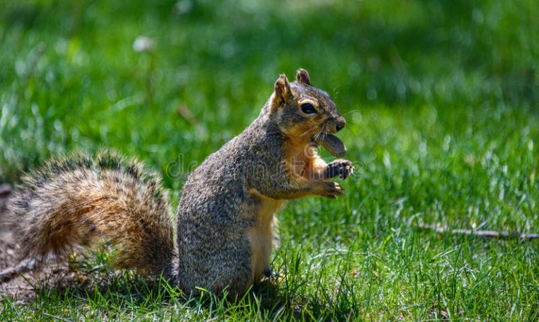 Ciclo de Vida do Esquilo: Quantos Anos Eles Vivem? | Mundo Ecologia