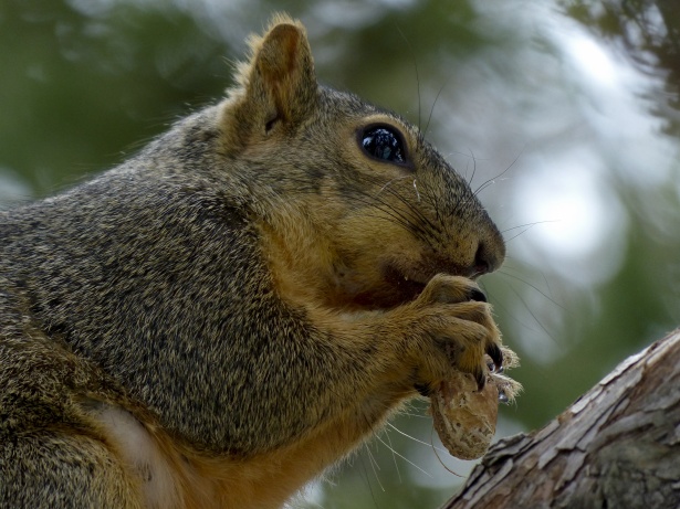 Esquilo Florestal: Características, Nome Cientifico, Habitat e Fotos ...