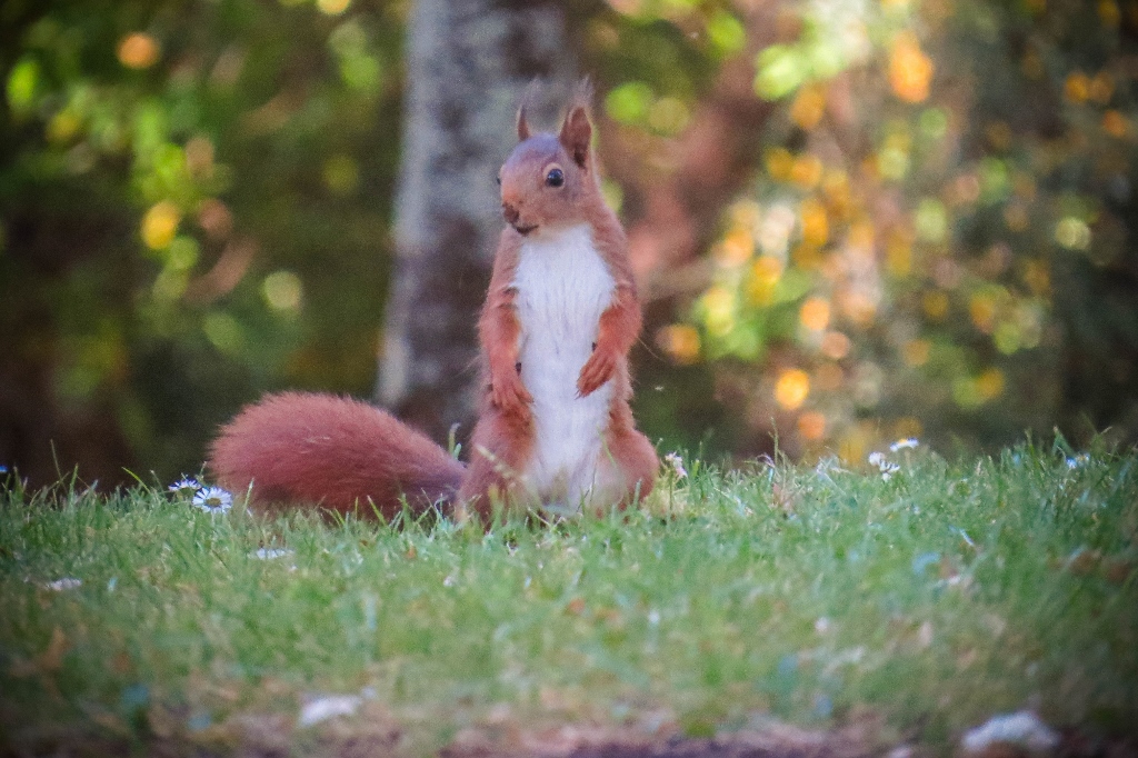 Esquilo Florestal: Características, Nome Cientifico, Habitat e Fotos ...