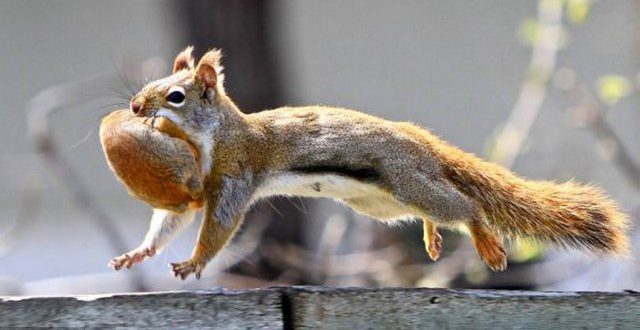 Esquilo Australiano: Características, Nome Cientifico e Fotos | Mundo ...