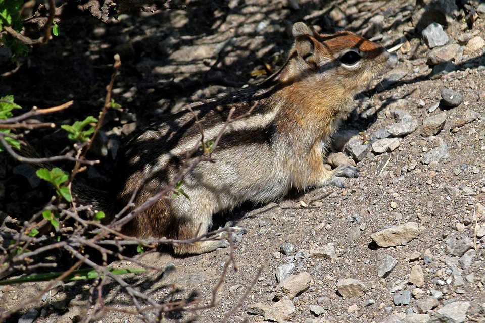 Esquilo Tâmia: Caracteristicas, Nome Cientifico, Habitat e Fotos ...