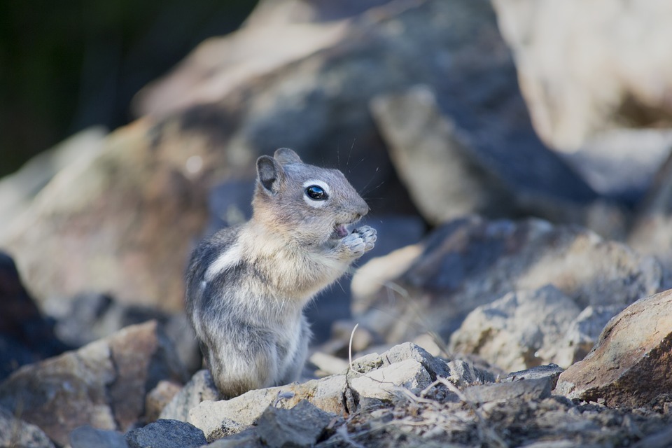 Esquilo Tâmia: Caracteristicas, Nome Cientifico, Habitat e Fotos ...