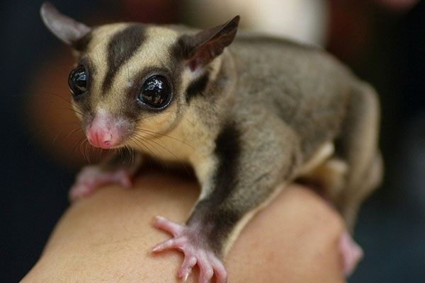 Como Adotar Um Esquilo Voador? Como Ter Um de Estimação? – Mundo Ecologia