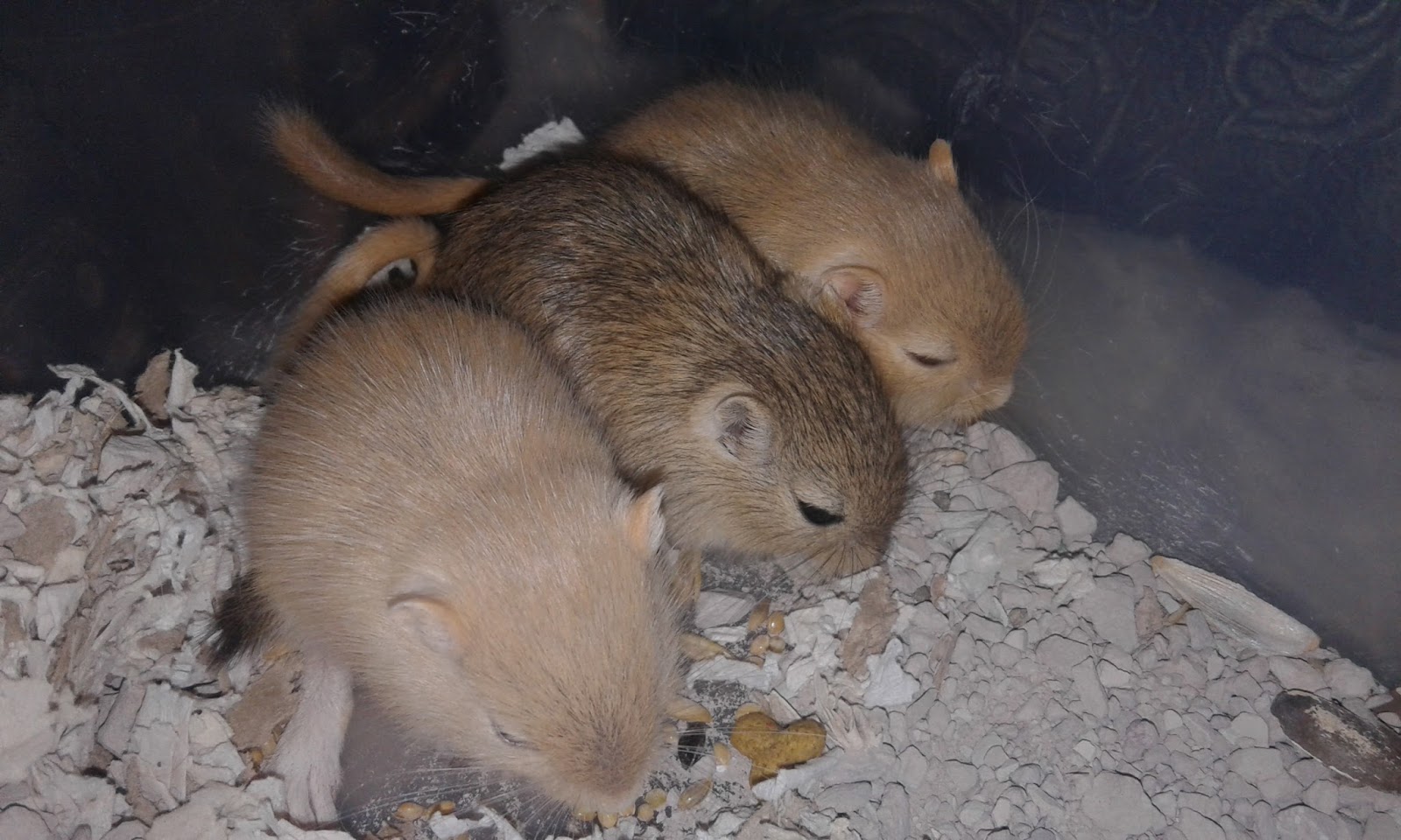 Por que Esquilos Gostam de Nozes? Qual Seu Alimento Favorito? – Mundo ...