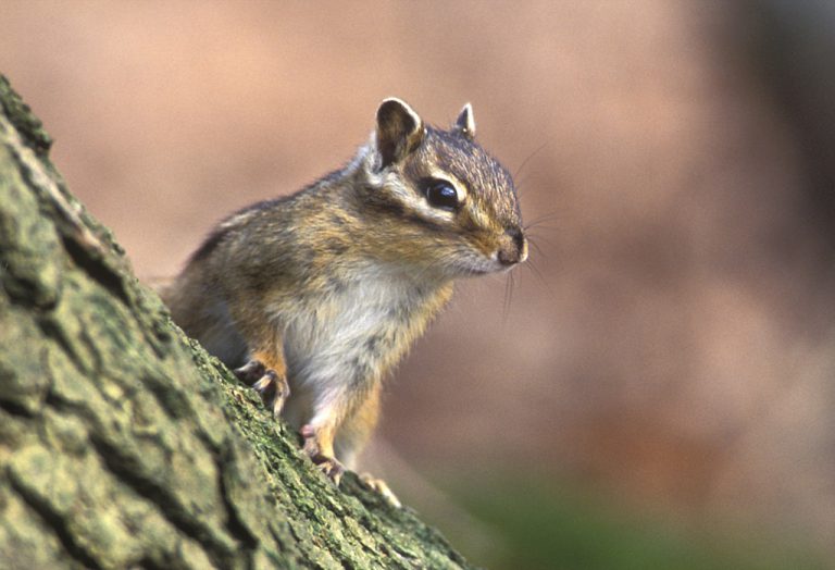 Esquilo: Classe, Filo, Família, Reino e Classificações Inferiores ...
