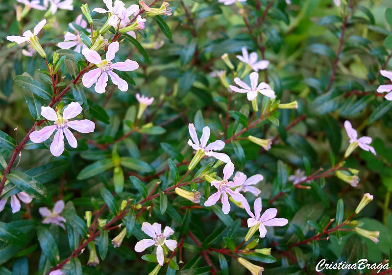 Tudo Sobre a Falsa-Érica: Características, Nome Cientifico e Fotos ...