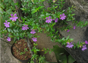 Tudo Sobre a Falsa-Érica: Características, Nome Cientifico e Fotos ...