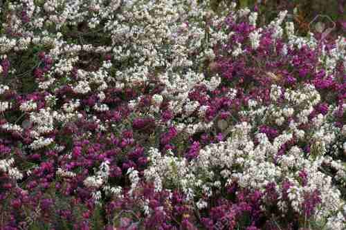 Falsa-Érica: Preço, Como Comprar e Onde Comprar – Mundo Ecologia