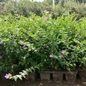 Tudo Sobre a Falsa-Érica: Características, Nome Cientifico e Fotos ...