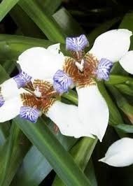 Tudo Sobre a Flor Falsa Íris: Características, Nome Científico e Fotos ...