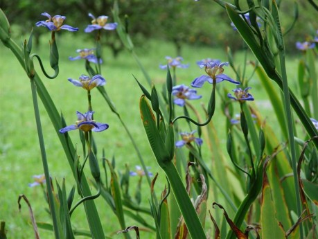 Tudo Sobre a Flor Falsa Íris: Características, Nome Científico e Fotos ...