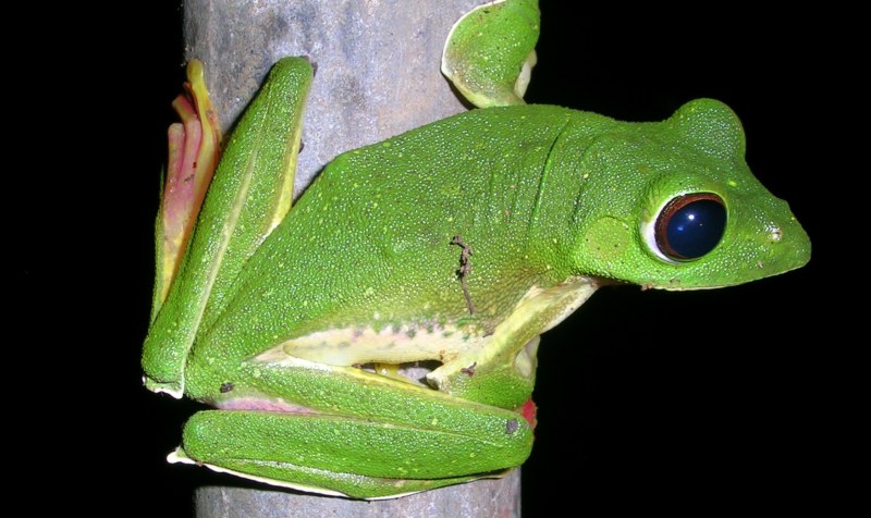 Tudo Sobre a Perereca: Características, Nome Científico e Fotos | Mundo ...