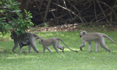 Macaco Verde: Características, Nome Científico, Habitat e Fotos | Mundo ...