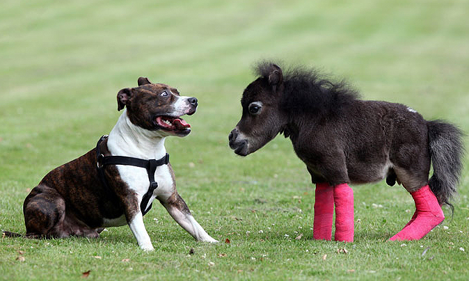 O que São Pôneis: Características, História e Raças | Mundo Ecologia