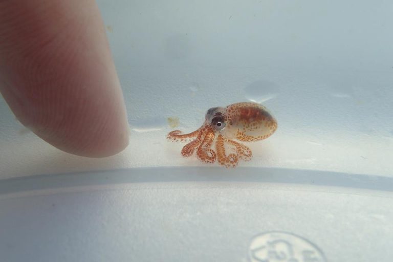 História do Polvo e Origem do Animal | Mundo Ecologia
