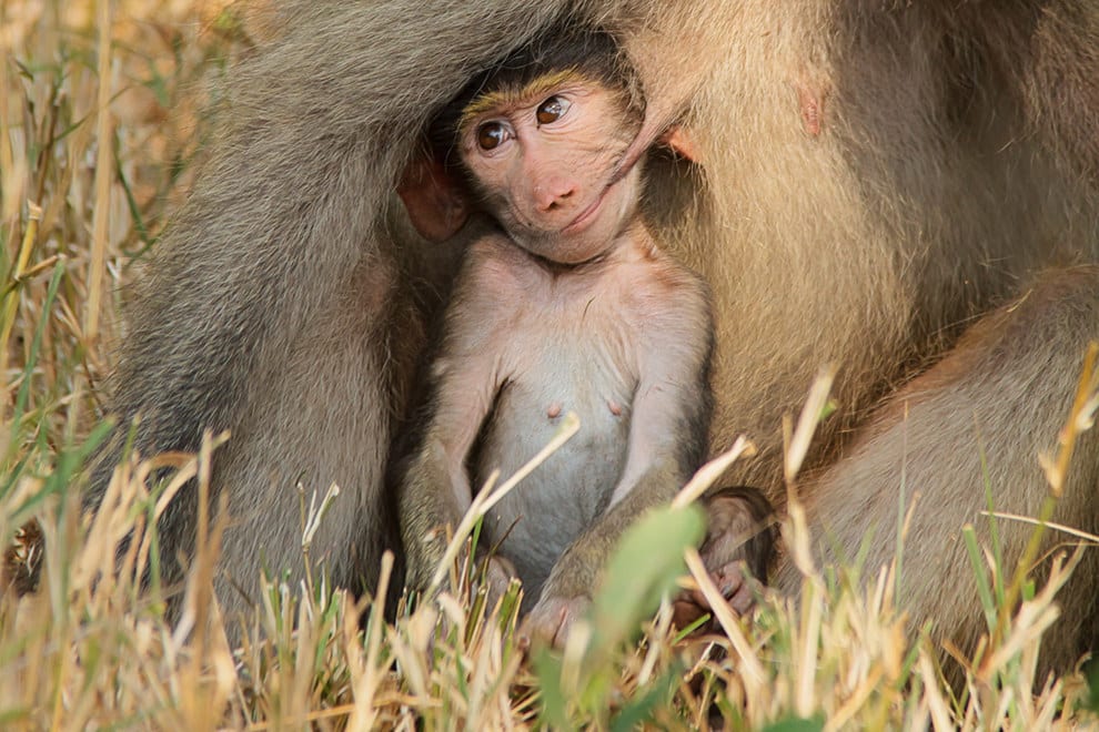 História do Babuíno e Origem do Animal | Mundo Ecologia