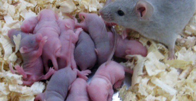 Reprodução Dos Ratos: Filhotes e Período De Gestação | Mundo Ecologia