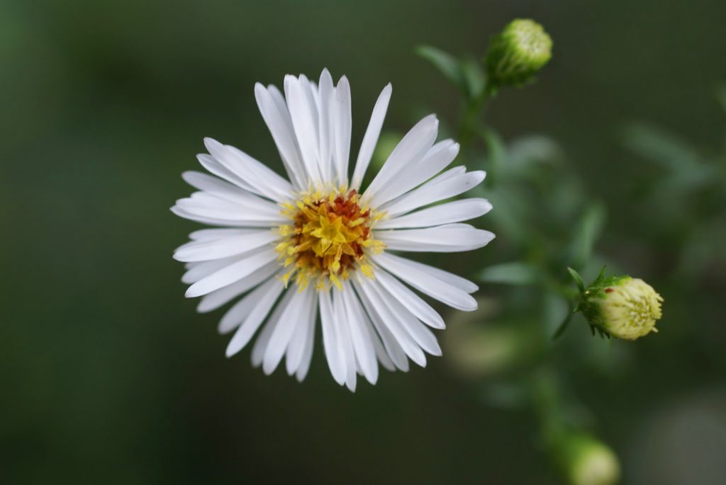 Tudo Sobre a Flor Áster: Características, Nome Cientifico e Fotos ...
