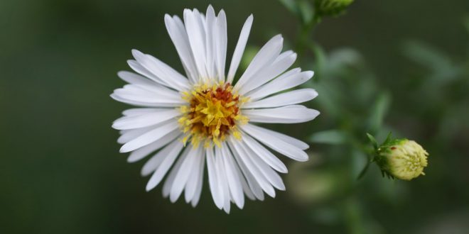 Tudo Sobre a Flor Áster: Características, Nome Cientifico e Fotos ...
