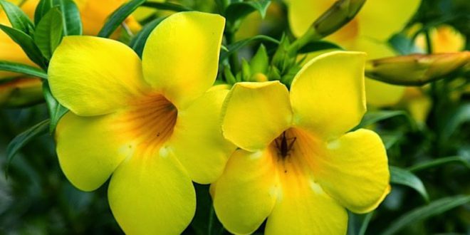 Alamanda Curiosidades e Fatos Interessantes Sobre a Flor | Mundo Ecologia