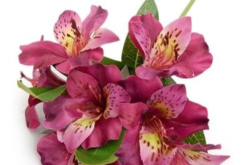 Flor Astromélia Marsala: Características, Cultivo e Fotos | Mundo Ecologia