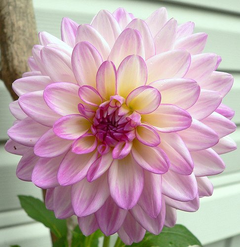 Tudo Sobre a Flor Dália: Características, Nome Científico E Fotos ...