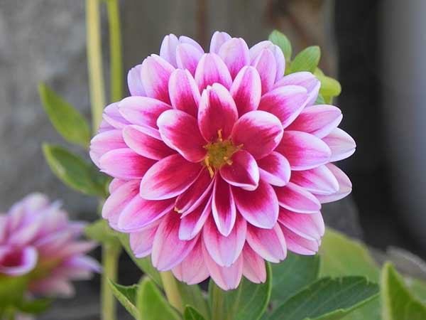 Tudo Sobre a Flor Dália: Características, Nome Científico E Fotos ...