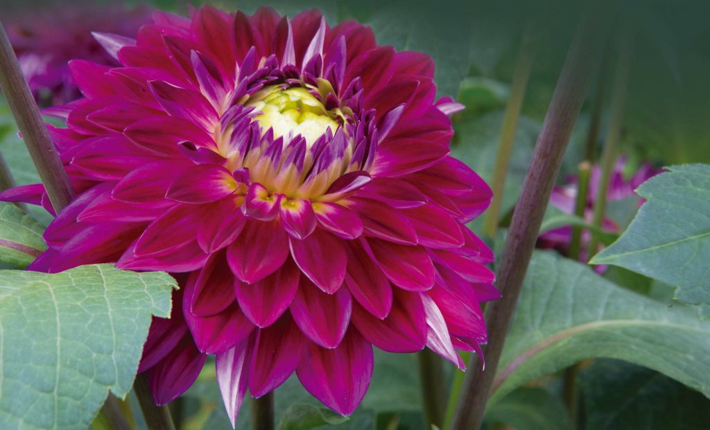 Flor Dália Gigante: Preço, Onde Encontrar, Cultivo, Habitat e Fotos ...