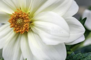 Flor Dália Gigante: Preço, Onde Encontrar, Cultivo, Habitat e Fotos ...