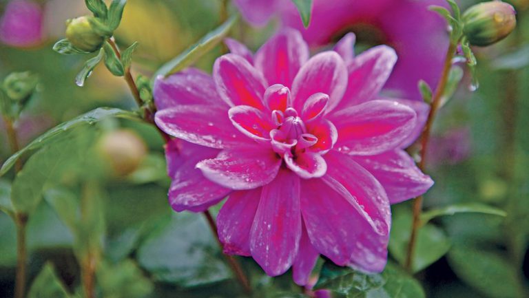 Flor Dália Gigante: Preço, Onde Encontrar, Cultivo, Habitat e Fotos ...