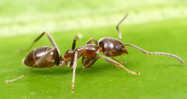 Formiga Argentina: Características, Nome Científico, Fotos e Tamanho ...