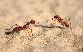 Formiga Argentina: Características, Nome Científico, Fotos e Tamanho ...