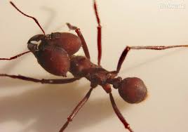 Formiga Argentina: Características, Nome Científico, Fotos e Tamanho ...