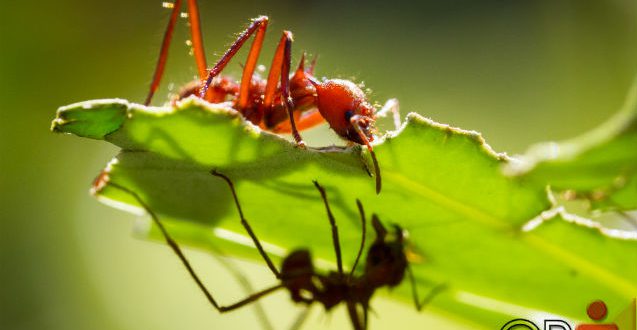 Formiga Cortadeira: Características, Nome Cientifico, Fotos e Tamanho ...