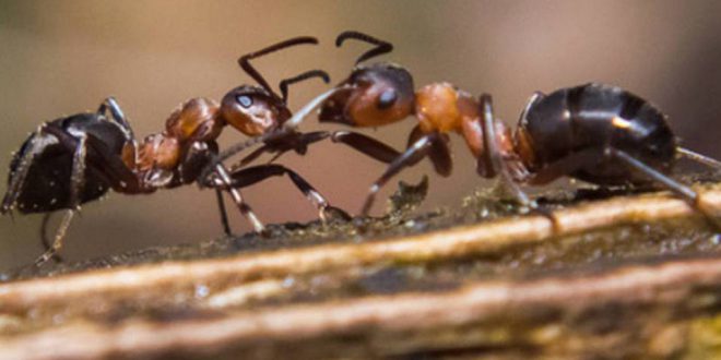 A História da Formiga e a Origem do Animal | Mundo Ecologia