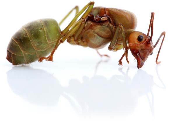 O que Acontece se eu Comer uma Formiga? Ela Faz Mal? | Mundo Ecologia