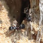 O que Acontece se eu Comer uma Formiga? Ela Faz Mal? | Mundo Ecologia