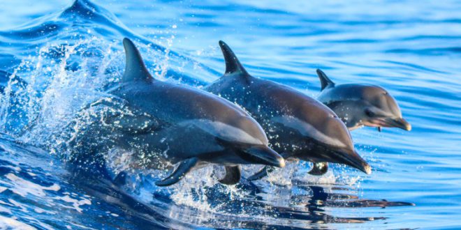 Tudo Sobre o Golfinho – Características, Nome Científico e Fotos ...