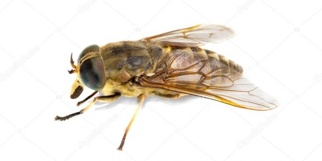 Mosca Mutuca: Características, Como Evitar, Habitat e Fotos | Mundo ...