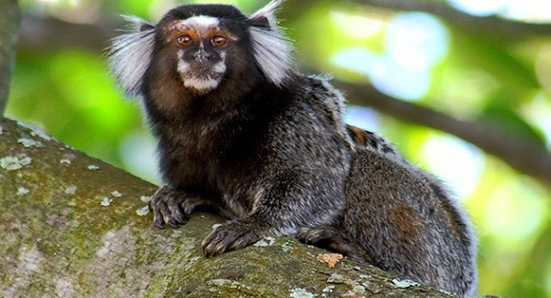 Sagui Curiosidades e Fatos Interessantes Sobre o Animal | Mundo Ecologia