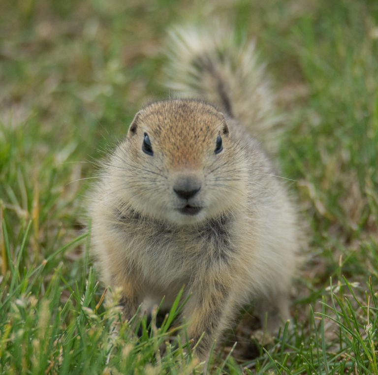 Esquilo de Richardson: Características, Nome Cientifico e Fotos – Mundo ...