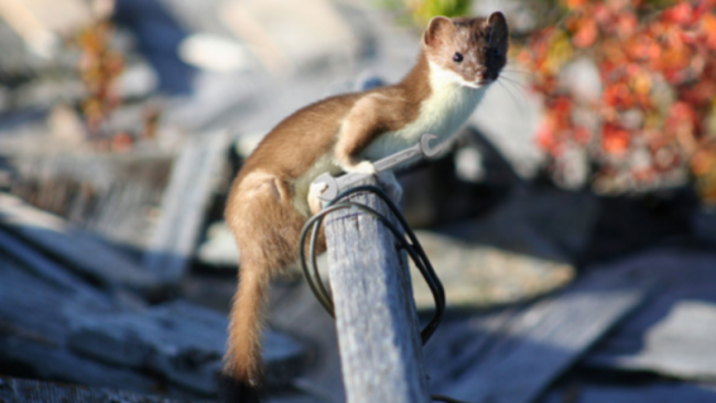 Fuinha de Estimação: Como Comprar Uma Legalizada? Qual Preço? | Mundo ...